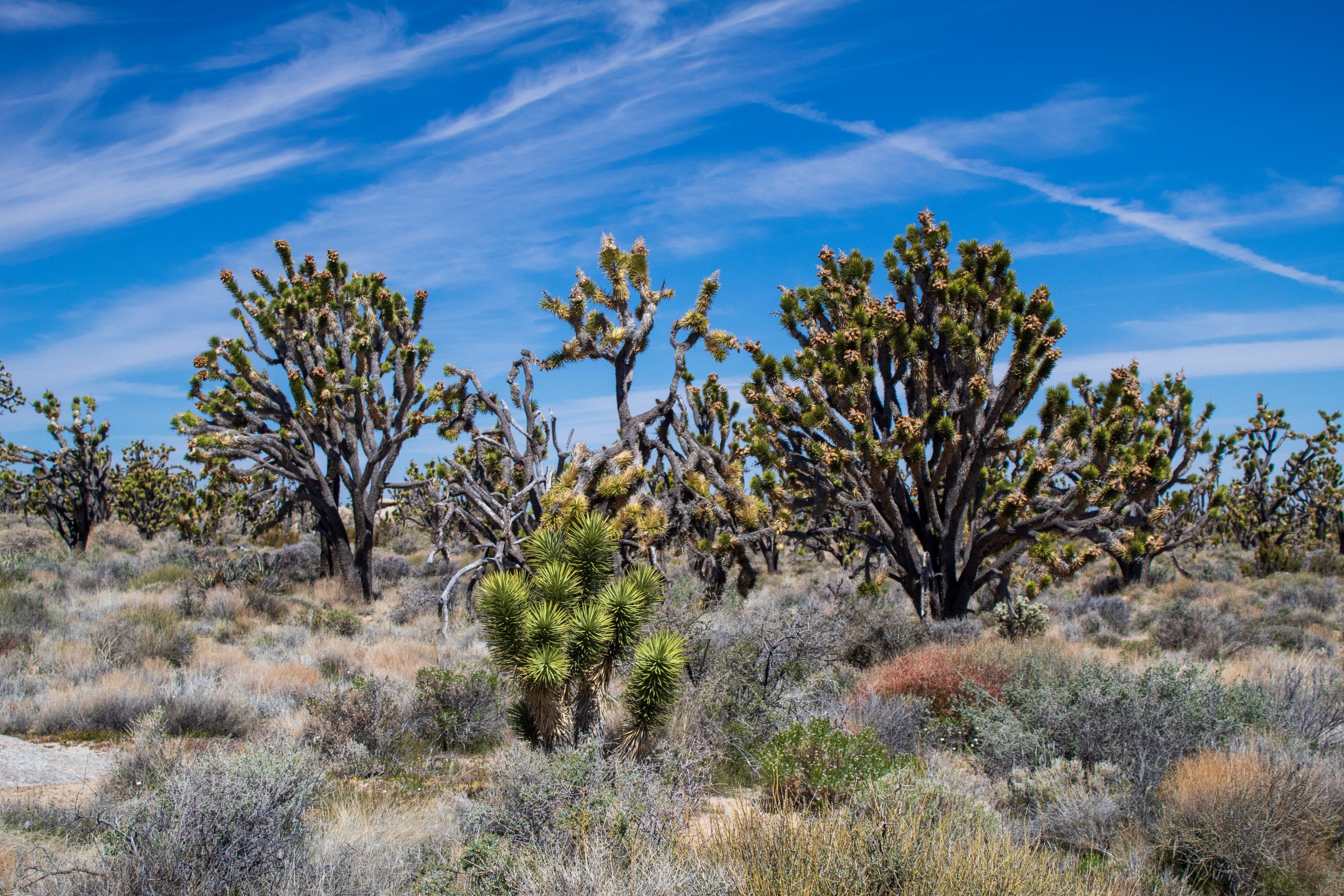 District Activities – Col. Paul Cook (Ret.) First District Supervisor